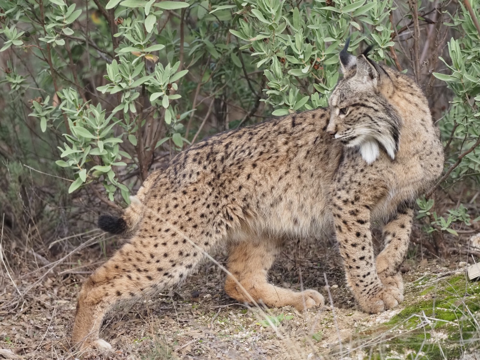 Ruta 4x4 por territorio lince - Tourlynx